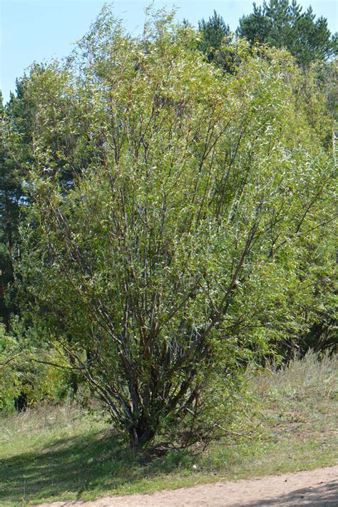 Salix acutifolia - Изображение особи - Плантариум