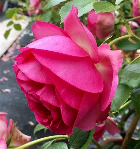 Rosa Cyclamen Pierre de Ronsard rampicante - Vittori Vivai Forlì Cesena