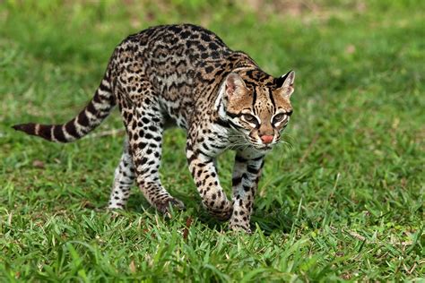 Ocelot - Natural History on the Net
