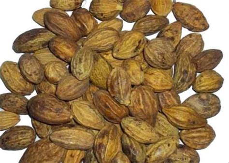 Haritaki Whole Raw Dried / Terminalia Chebula / Chebulic Myrobalan ...