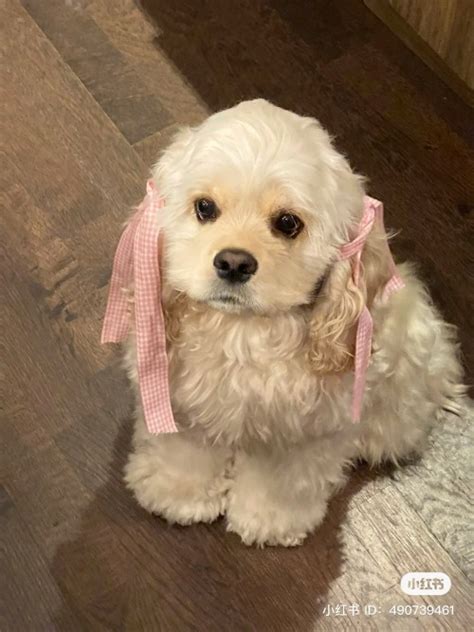 weibo on Tumblr