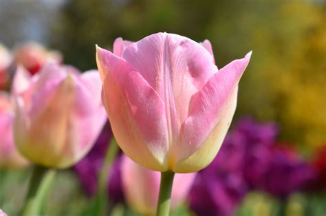 Tulip Tom Pouce | Triumph Tulips | Gee Tee Bulbs