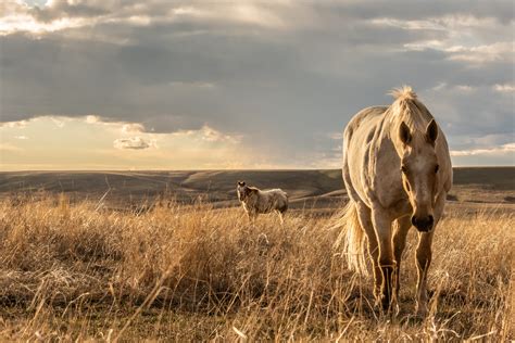 Highlight Stories - Montana BioScience Alliance