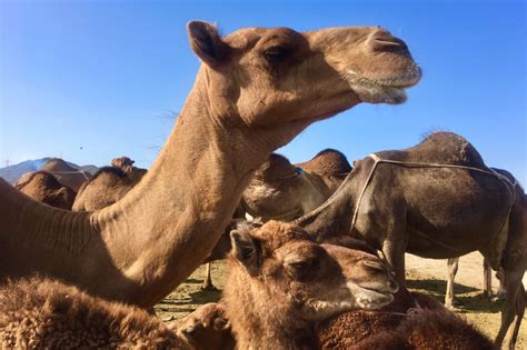 Bloat in Camels During Capture and Chemical Immobilization - NexGen ...