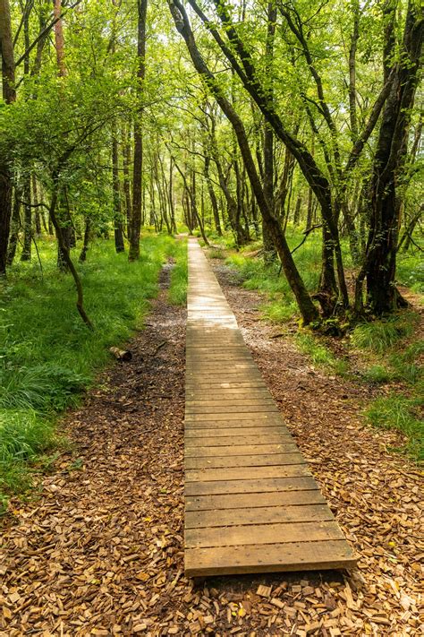 Bosque de Brocéliande - Opinión, consejos, guía de viaje y más!