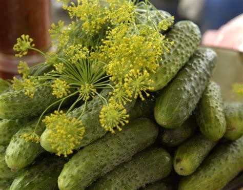 Чем улучшить вкус маринованных огурцов: положили это в банку и обалдели ...