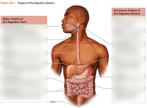 Digestive System Overview Diagram | Quizlet