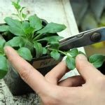 Петуния Суперкаскадная Бургунди: описание сорта, характеристики ...