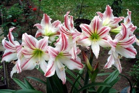 Амариллис (50 фото) - виды, уход и посадка в открытом грунте