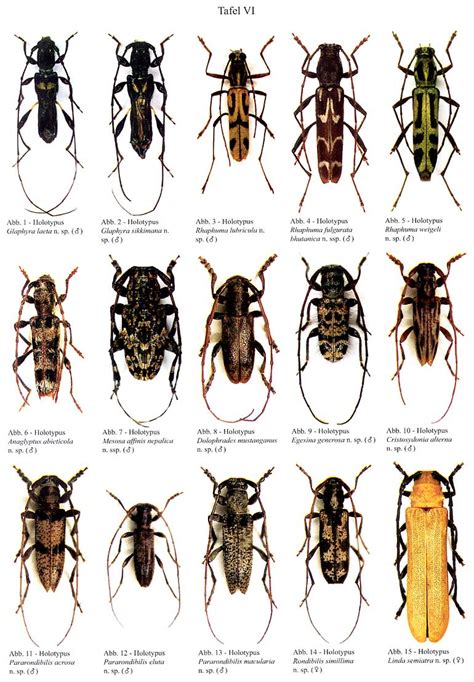 C. Holzschuh (2003): 24 новых вида усачей (Cerambycidae) из Гималаев