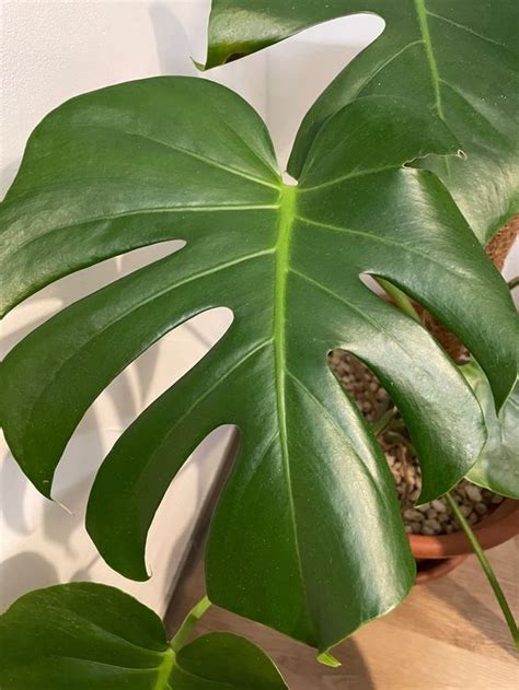 Monstera deliciosa | Kaufen auf Ricardo