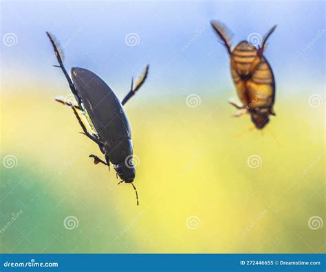 Water Beetle Royalty-Free Stock Photo | CartoonDealer.com #38617167