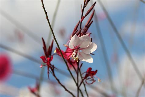 Гаура Линдхеймера Белая Гаура. Gaura lindheimeri, | Plants, Garden, Green