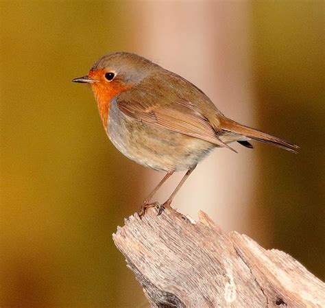 Pettirosso - RISERVE NATURALI SICILIA Vendicari Cavagrande Pantalica