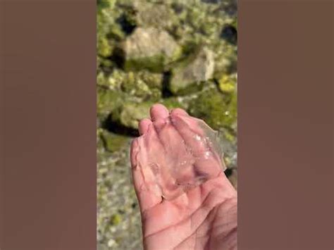 Моя низкокалорийная пища😍 Морское желе. Нет ничего лучше даров моря🥰 ...