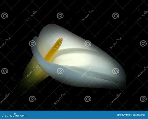 Calla / Kalla stock photo. Image of beauty, delicateness - 8209418