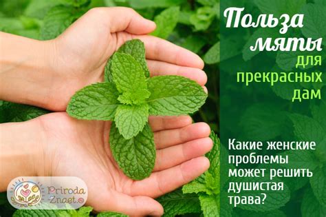 Чем полезна мята для женщин - применение в косметологии и медицине