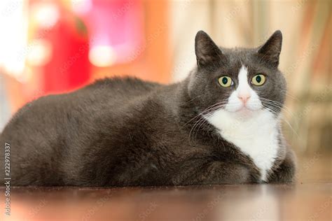 Fat pussy cat laying indoor in the house on the floor looking pretty ...