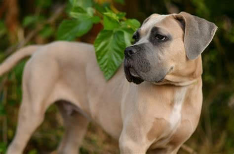 Cane Corso Formentin