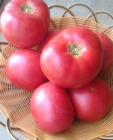 Tomato MEI SHUAI - Seminis - Agro Consult Buinov