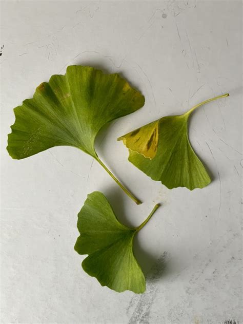 Ginkgo Biloba Leaves on White Surface