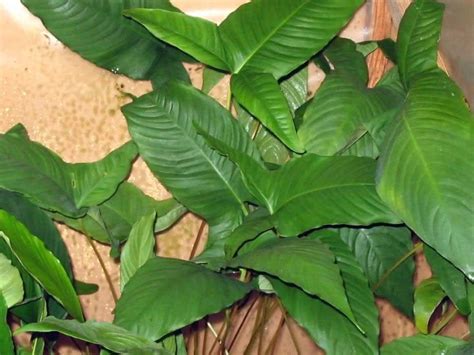 Anubias gilletii - Анубиас гилети | Българска аквариумна енциклопедия