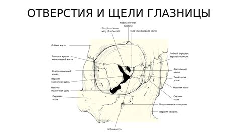 АНАТОМИЯ ГЛАЗНИЦЫ