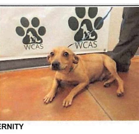 Adopt Caramel - Adopt Dogs & Cats on PuppiesNation