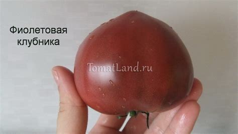 Томат Фиолетовая клубника: описание сорта, отзывы, фото, урожайность ...
