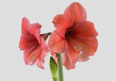 Оранжевый гиппеаструм: описание и фото сортов Рилона, Наранья ...