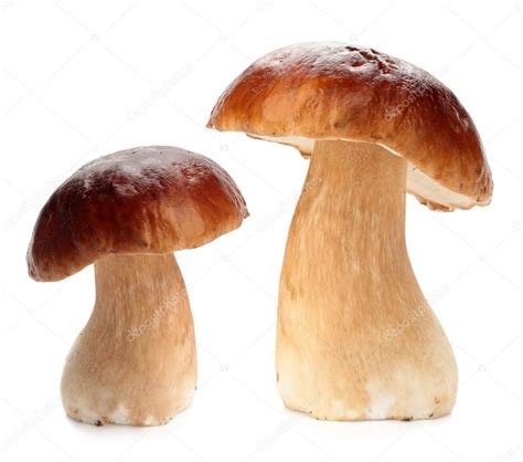 Cep on white — Stock Photo © cherkas #14854291
