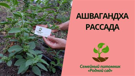 Рассада ашвагандхи. Выращивание ашвагандхи из семян в Украине. - YouTube