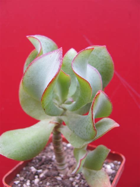 Crassula Blue Bird — Cactus-shop