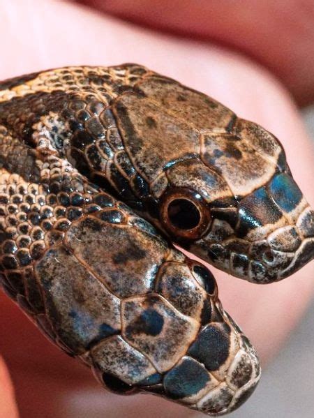 Double the Wonder: Indian Researchers Stumble Upon Rare Double-Headed ...