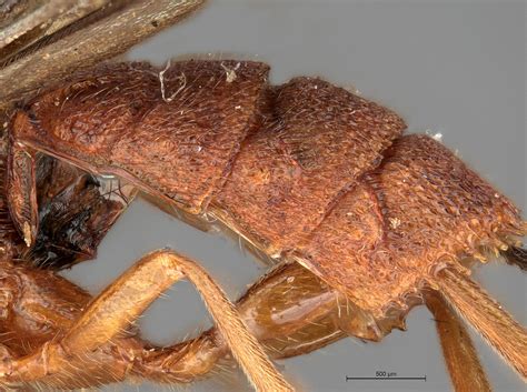 Soter species - WaspWeb