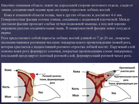 Ампутация рога у крупного рогатого скота - презентация онлайн