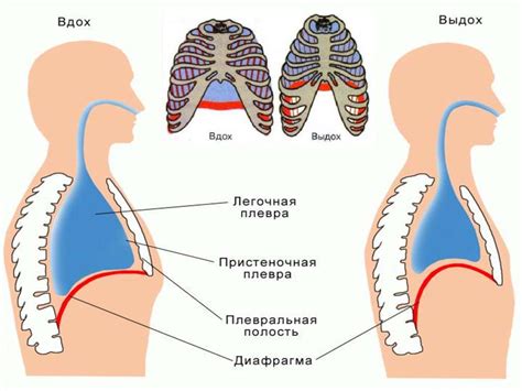 Дыхательная система организмов - презентация онлайн