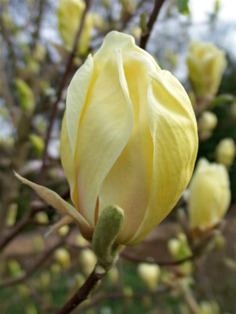 Magnolija „Yellow Lantern“ – Pelėdiškių medelynas