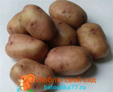 Cорта картофеля фото и описание