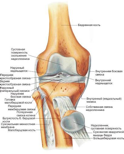 Статьи » Если болят колени
