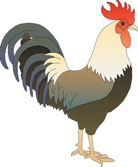 Cock PNG