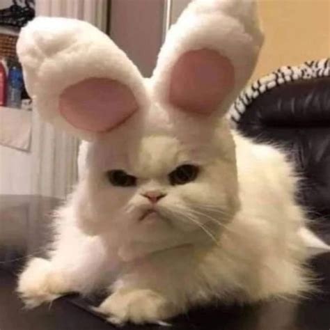 Создать мем "злой зайчик, кот с ушами зайца, кот с ушами" - Картинки ...