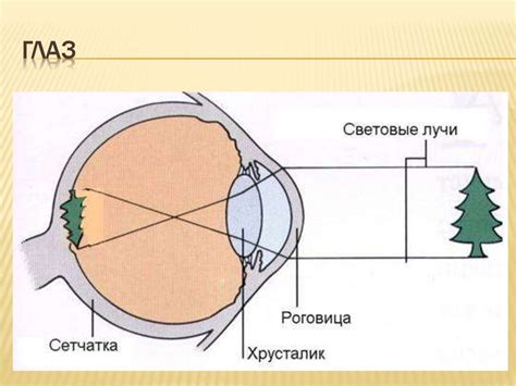 Линзы. Построение изображений предметов в линзах - презентация онлайн
