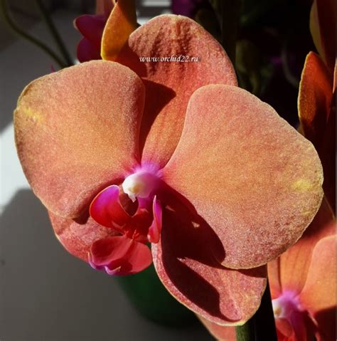 Орхидея Phalaenopsis Surf Song