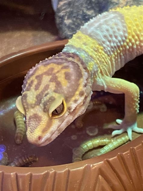 My baby boy Lugnut : r/leopardgeckos