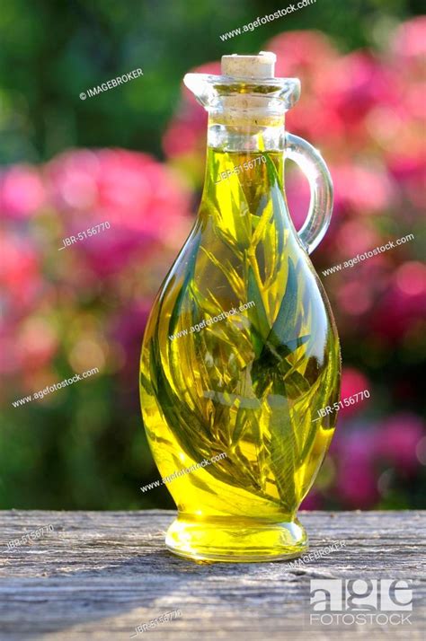 Herb oil with tarragon (Artemisia dracunculus) (Artemisia dranunculus ...