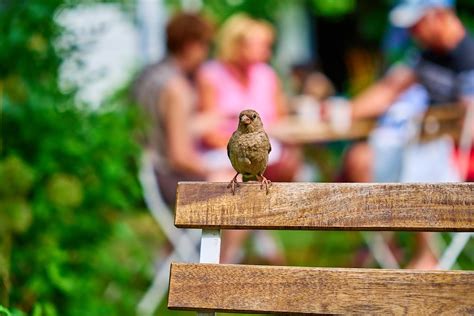 Bird Sparrow Coffee Shop - Free photo on Pixabay - Pixabay