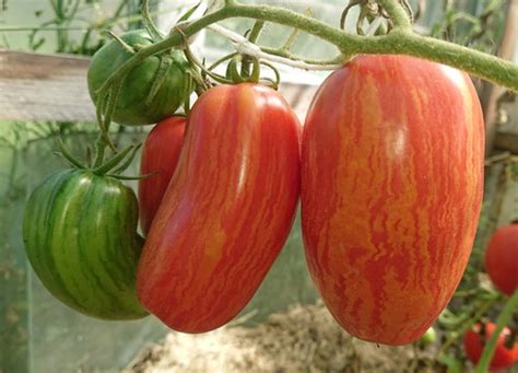 Огненная роза | mir-tomatov