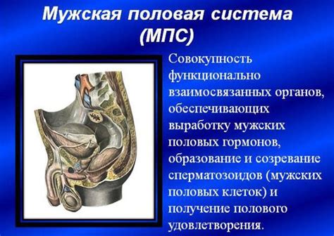 Продукты снижающие тестостерон у мужчин