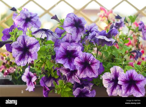 Deep purple petunia hi-res stock photography and images - Alamy
